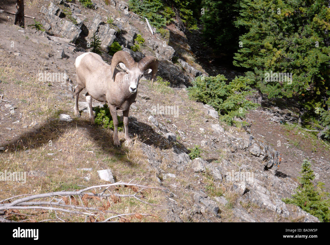 Ram on mountain Stock Photo - Alamy