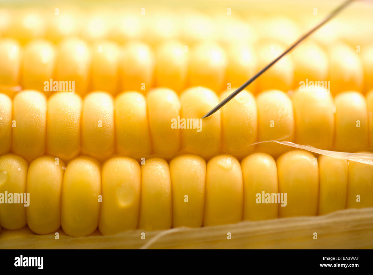 Sweetcorn full frame Stock Photo - Alamy
