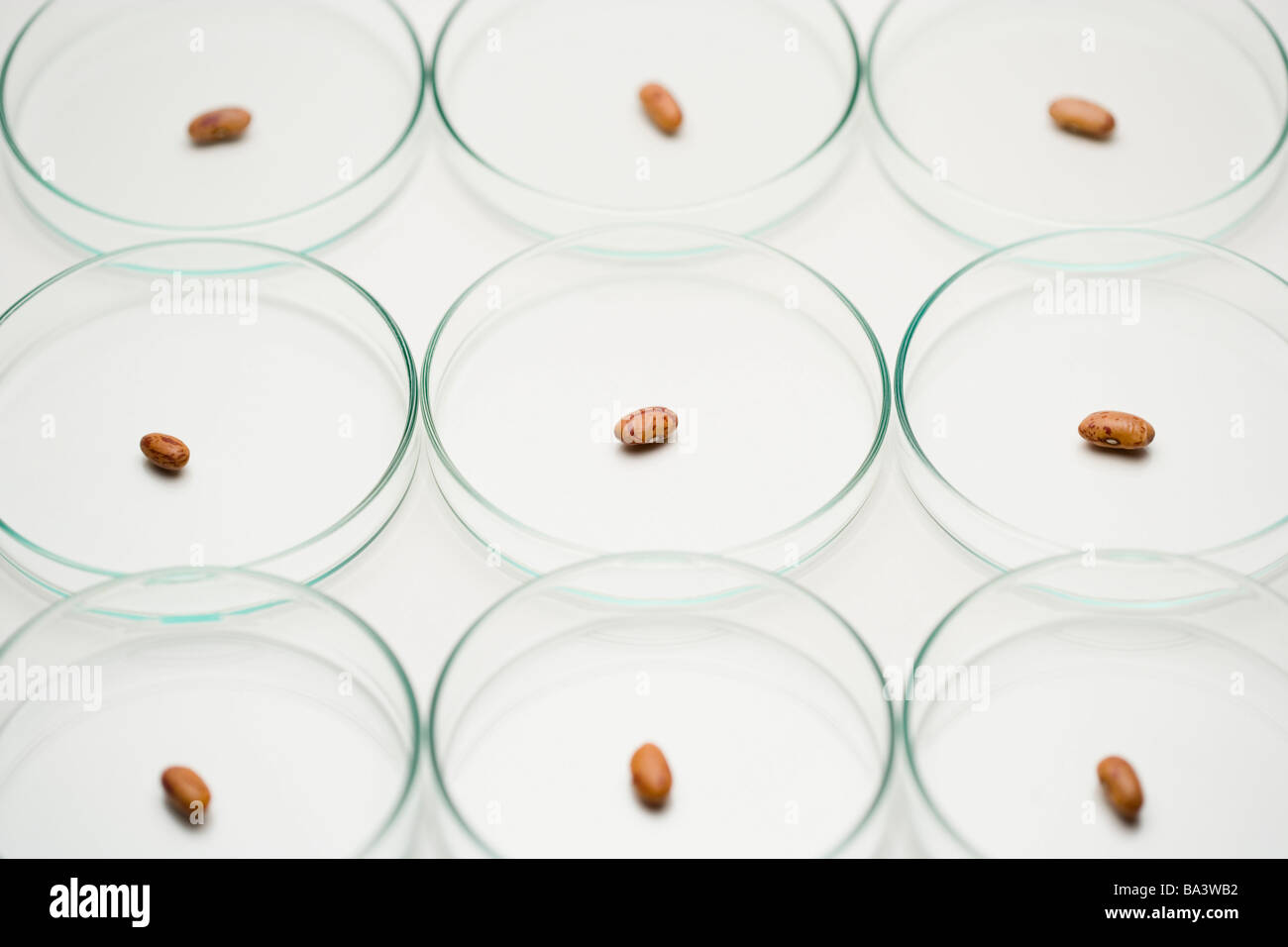 Bean seed experiment hi-res stock photography and images - Alamy