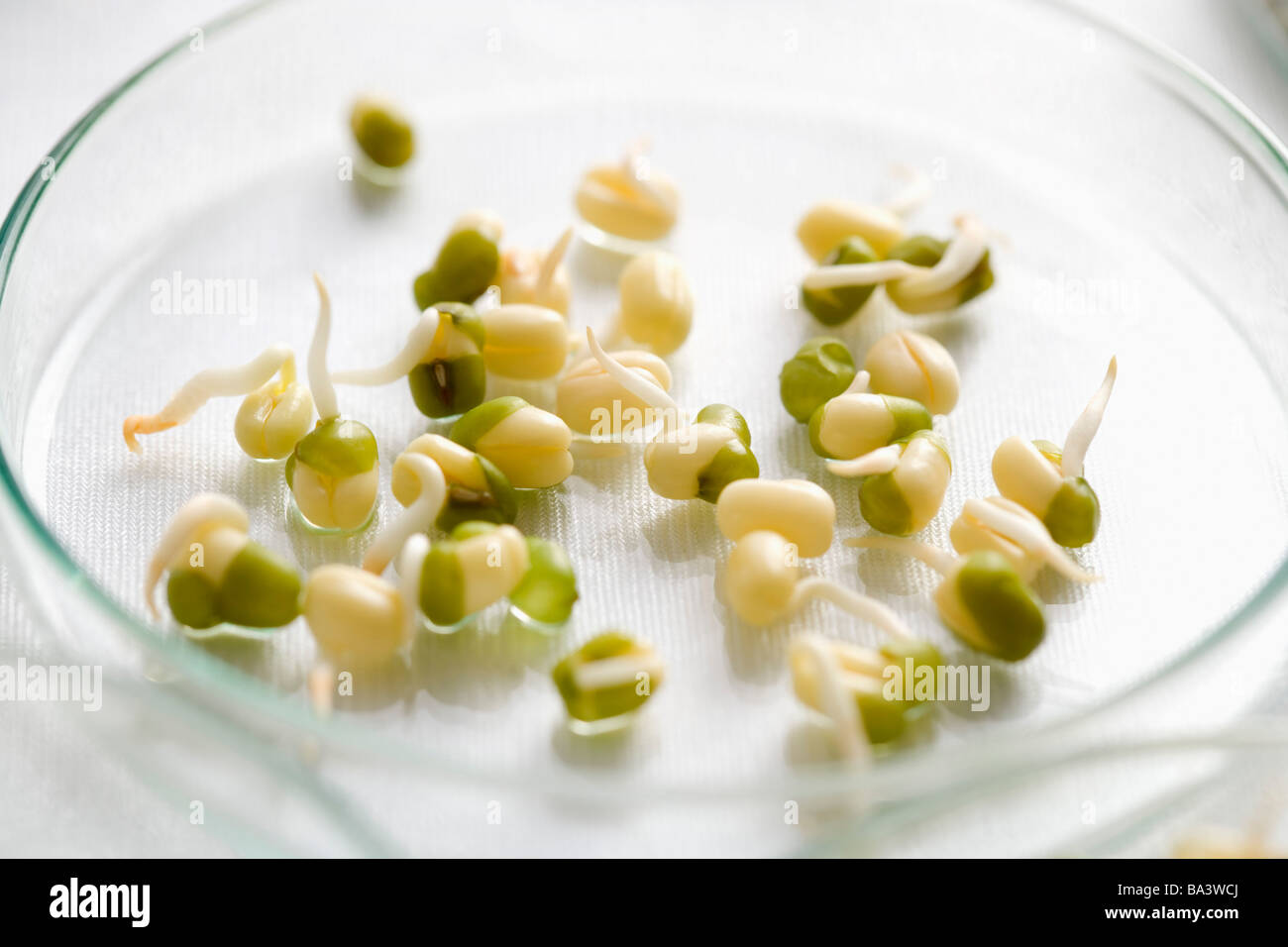 Close up of seeds in Petri dish Stock Photo - Alamy