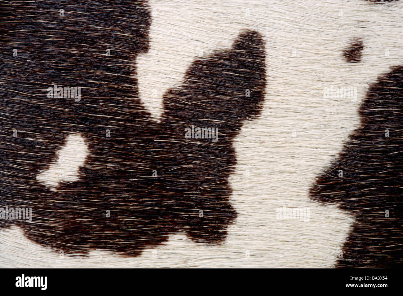 Cowhide full frame Stock Photo - Alamy