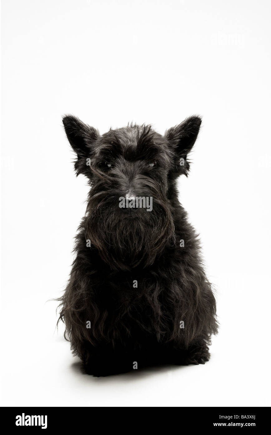 Good fur hi-res stock photography and images - Alamy