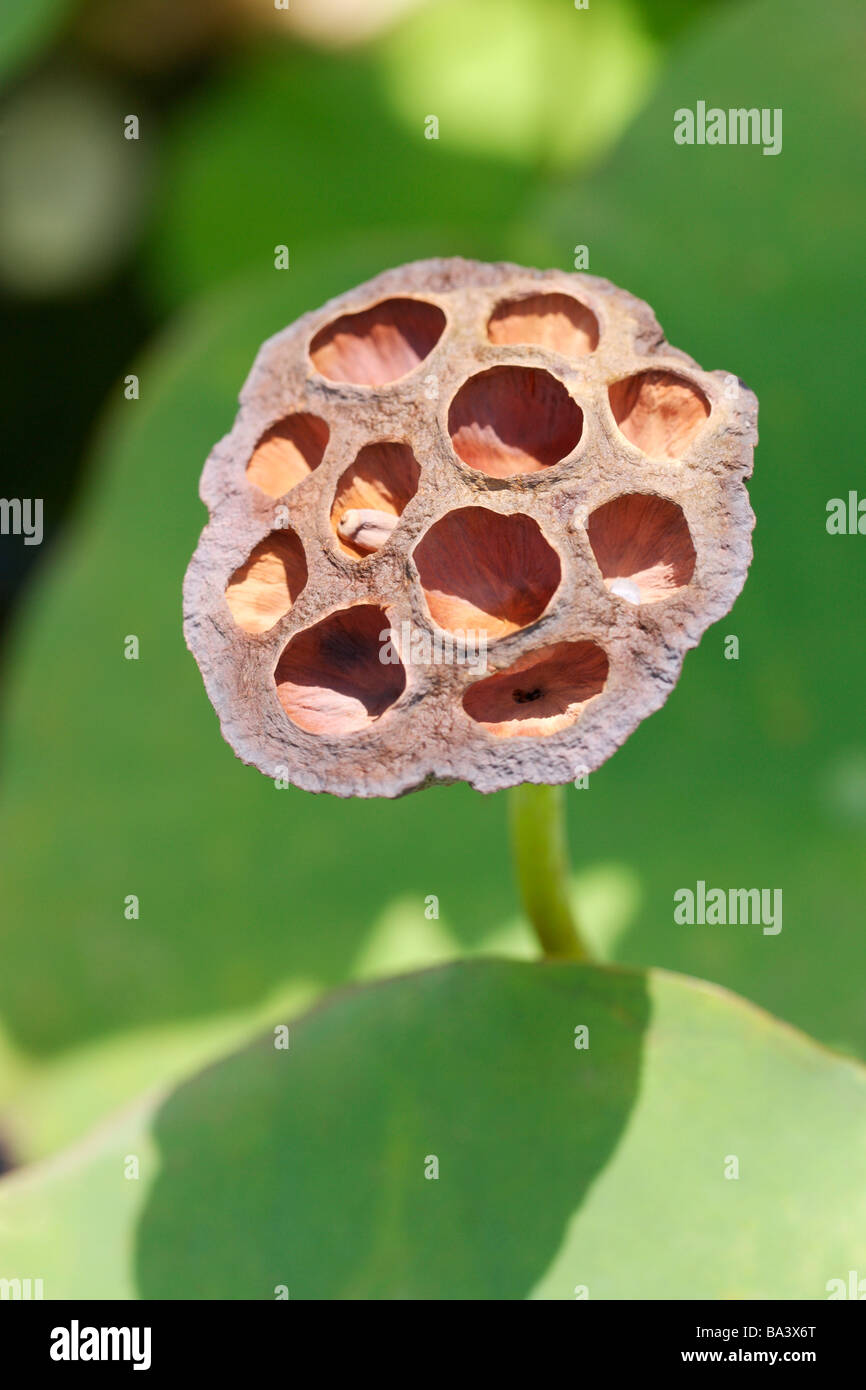 Lotus Flower Pod Disease