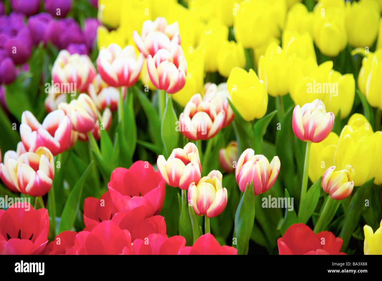 Multi colored tulips Stock Photo - Alamy