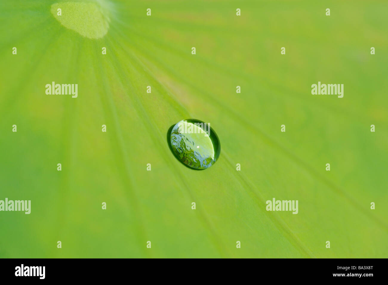 Dew on lotus leaf close up Stock Photo - Alamy