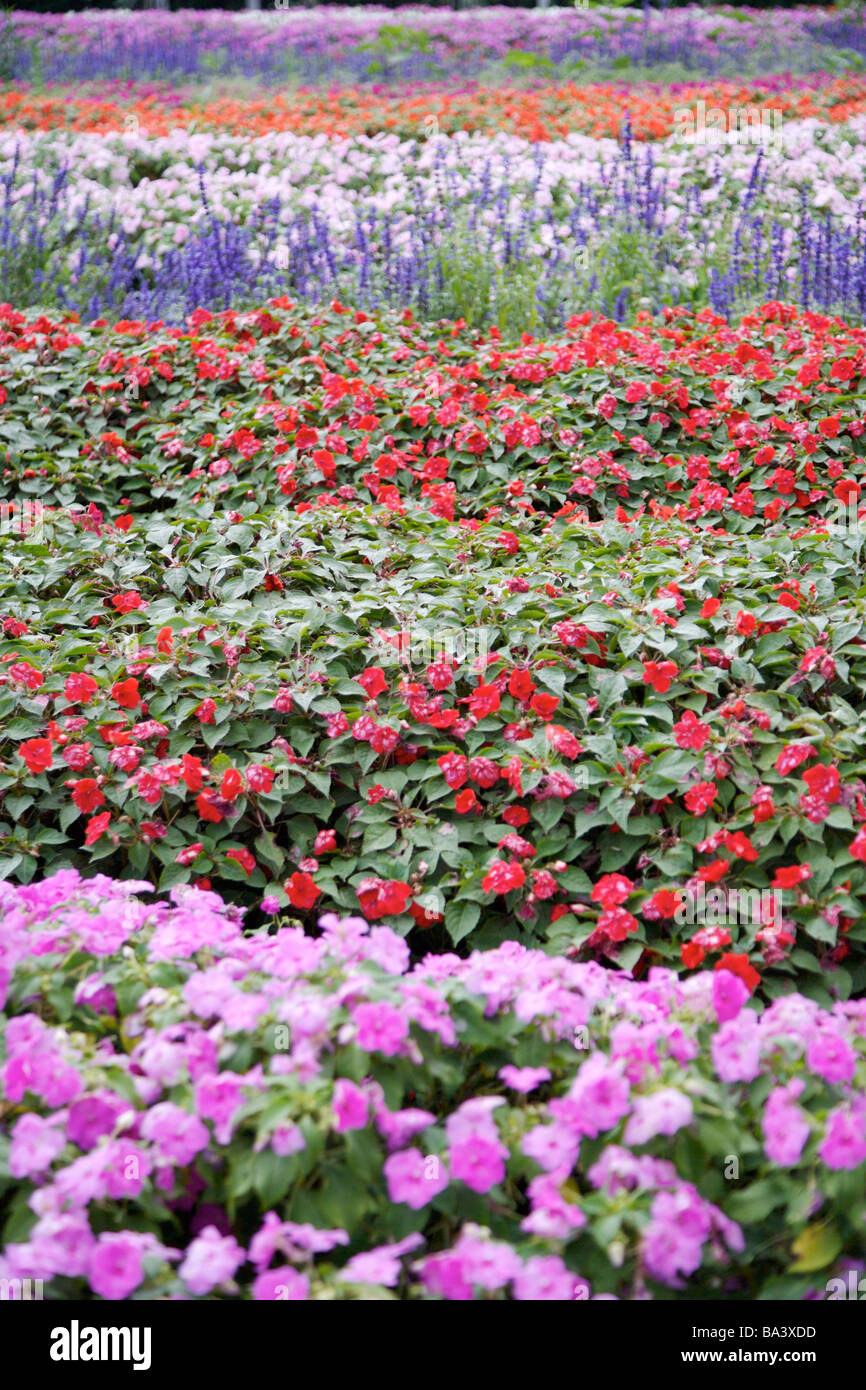 Cultivated flower field Stock Photo - Alamy
