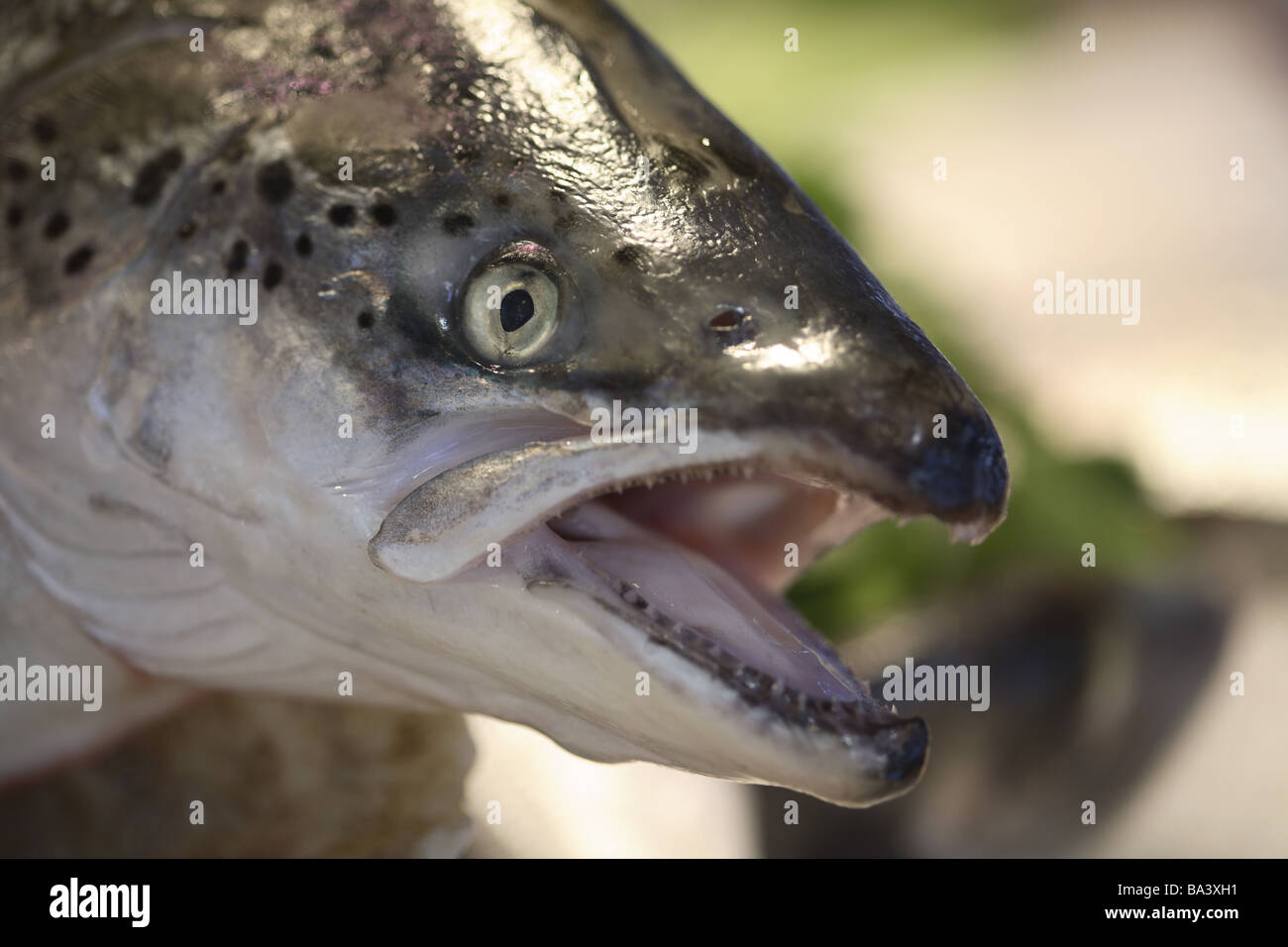 Food-fish trout dead detail food fish Salmo spec. Fish-head mouth ...