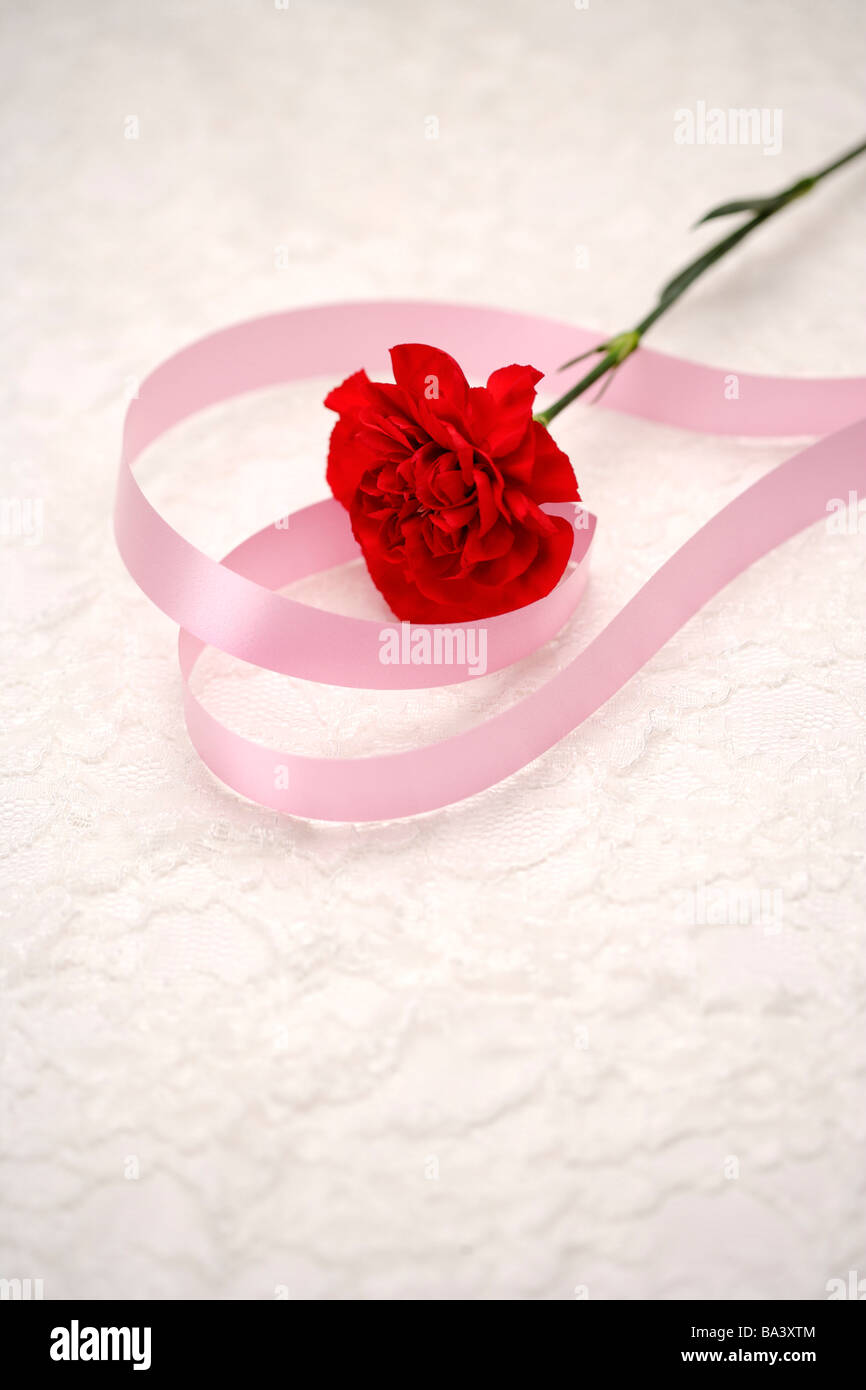Single carnation and ribbon Stock Photo - Alamy