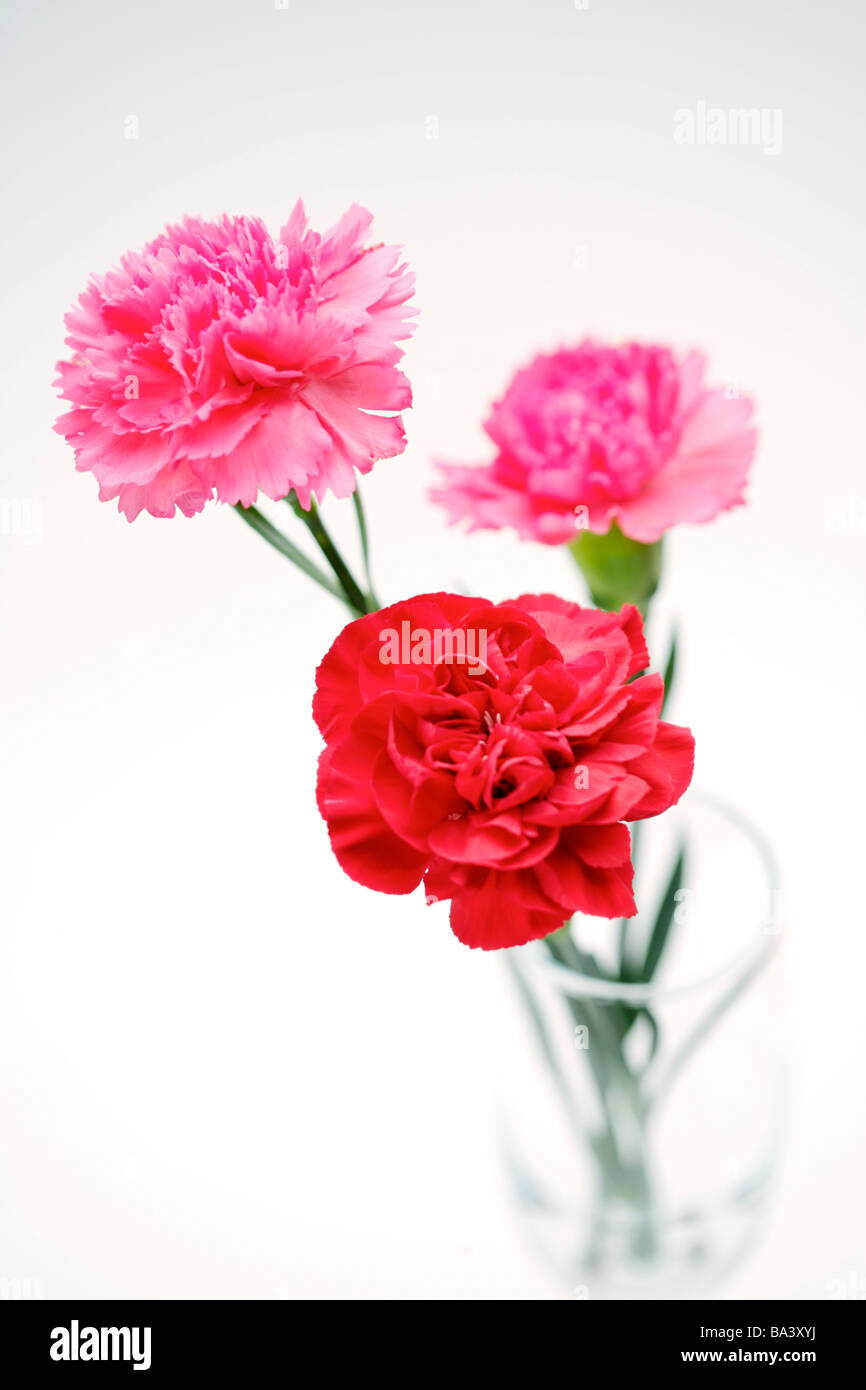 Three carnations in glass Stock Photo - Alamy