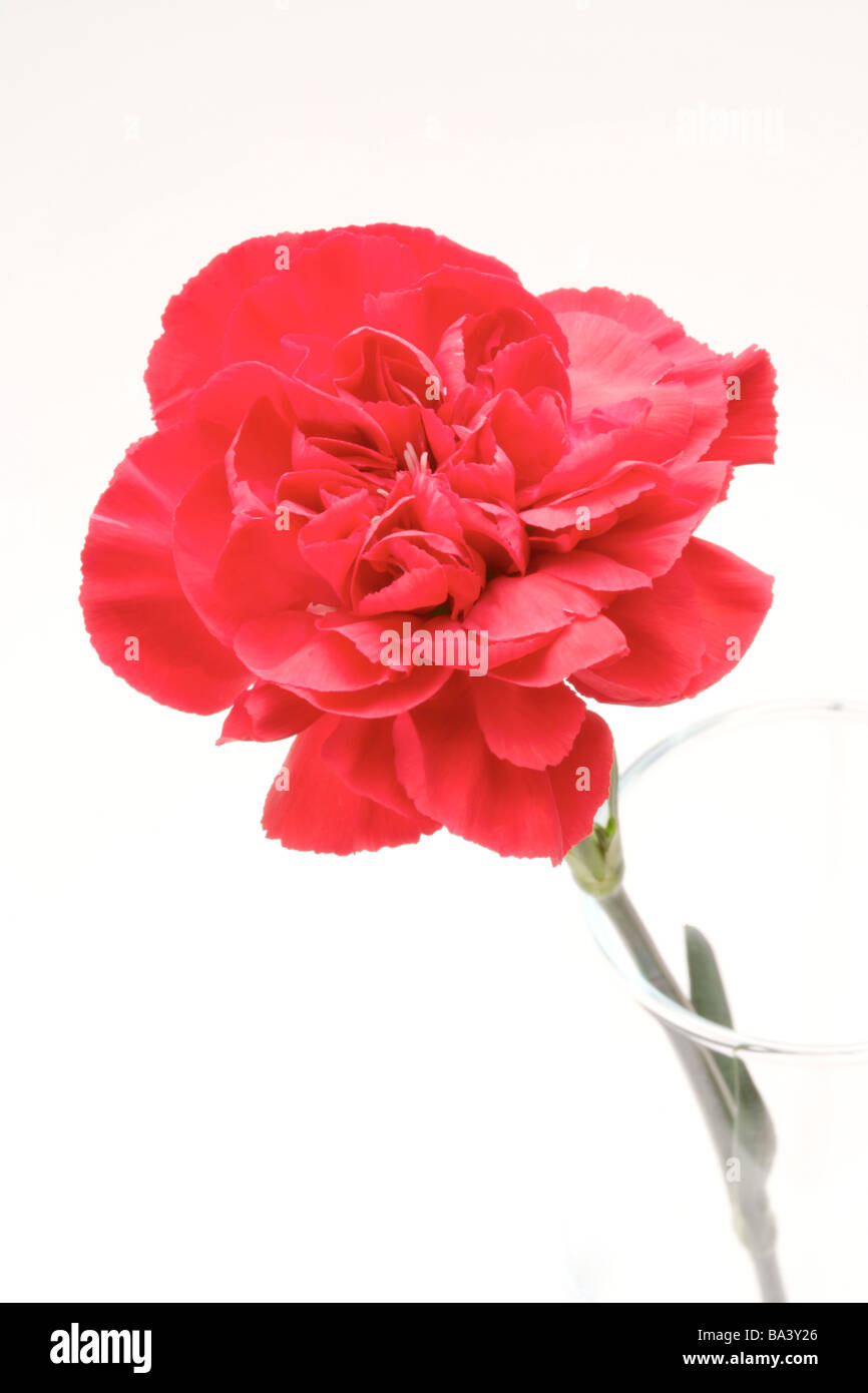 Single carnation in glass Stock Photo - Alamy