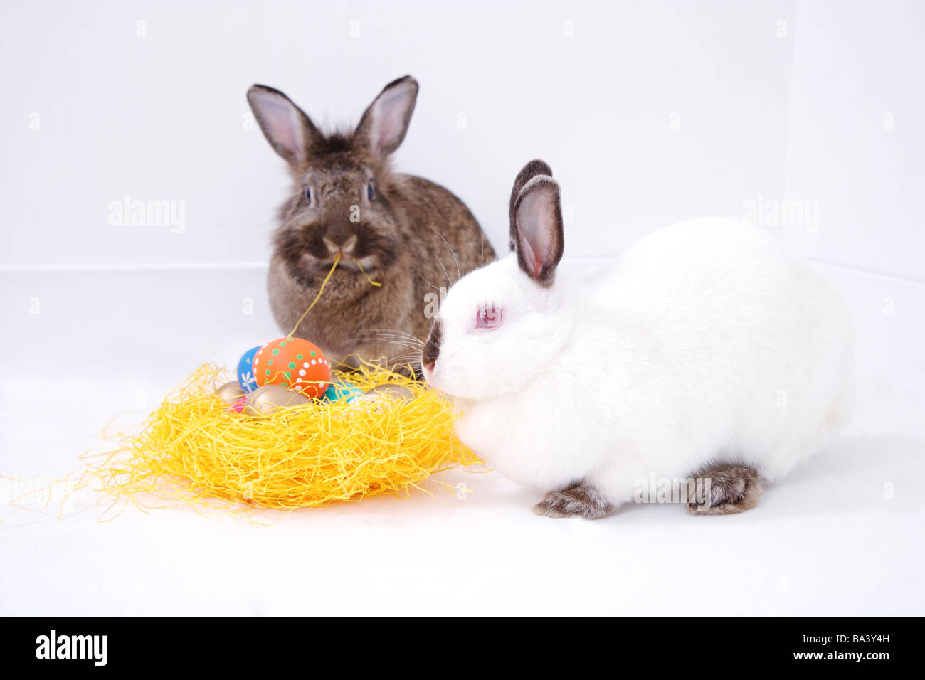 Two rabbits by nest with easter eggs Stock Photo - Alamy
