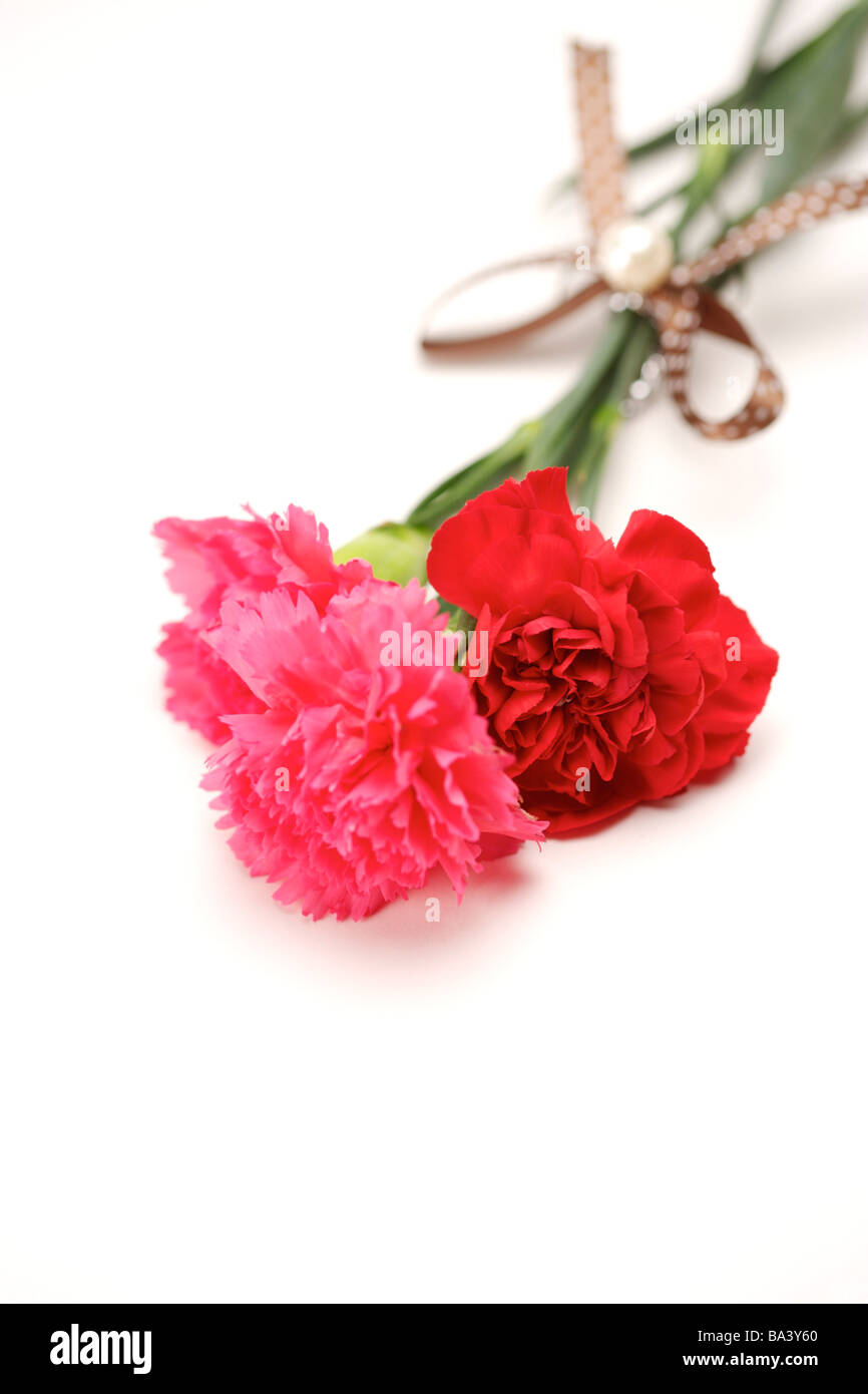 Three carnations hi-res stock photography and images - Alamy