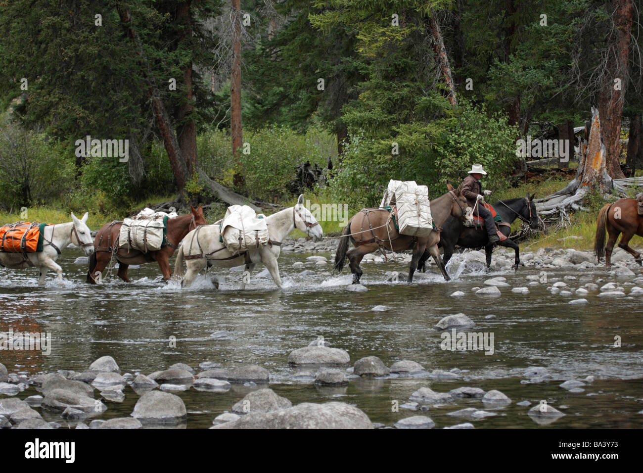 Mule pack train hi-res stock photography and images - Alamy