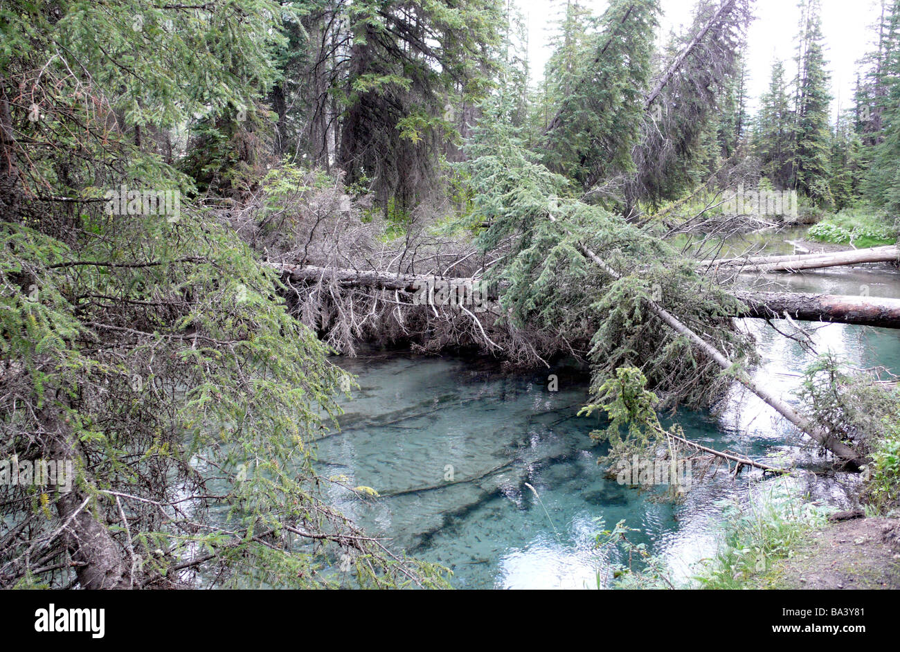 Fallen Trees over stream, Banff Stock Photo - Alamy
