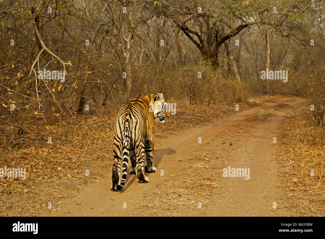 Tiger walking away on a forest track or path in the dry deciduous ...