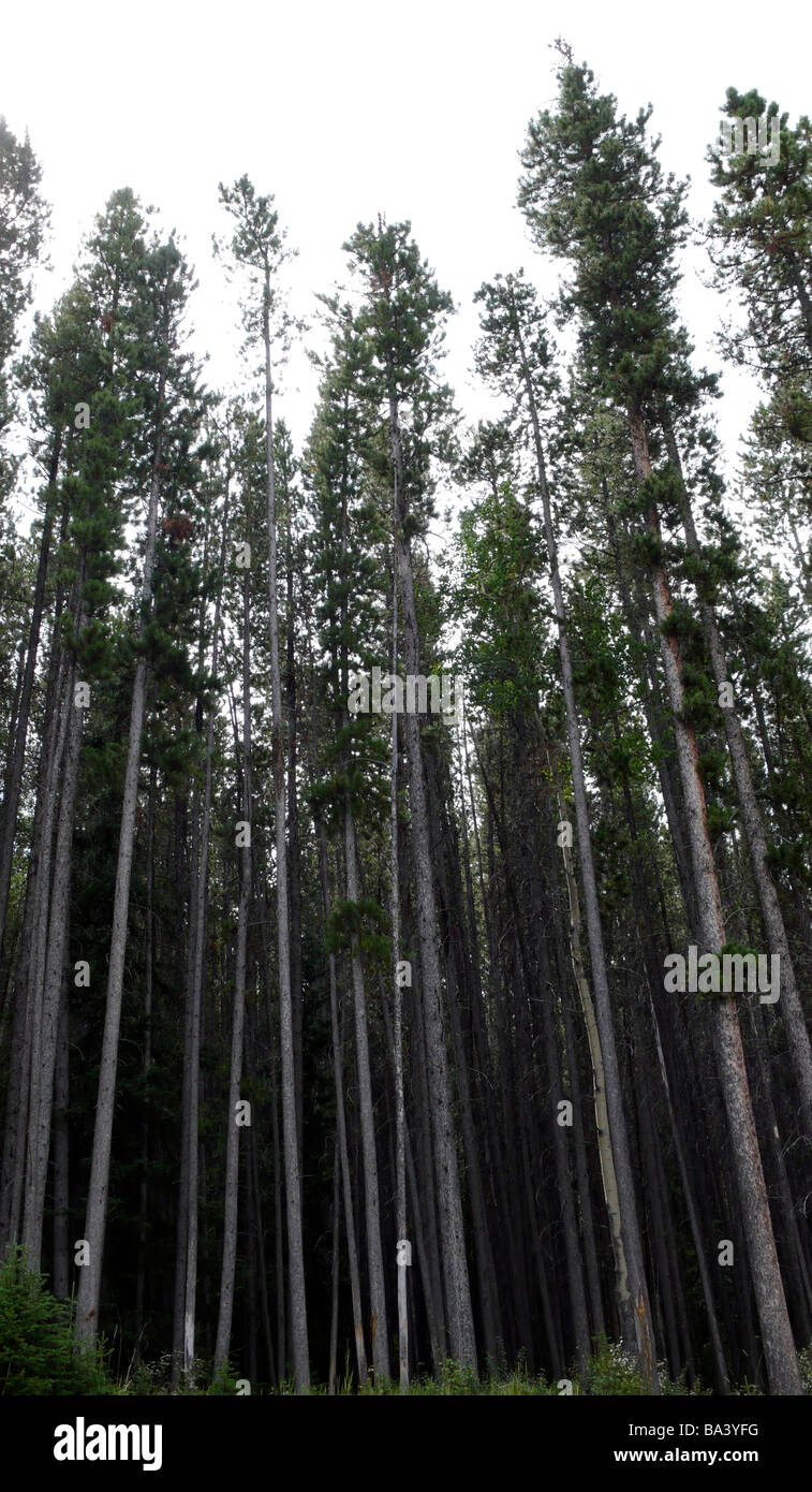Tall Trees - Canada Stock Photo - Alamy