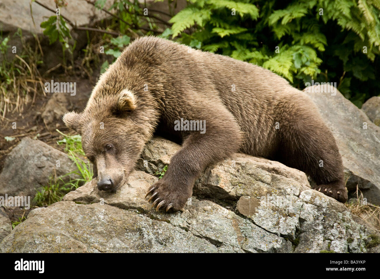 Bear on rock hi-res stock photography and images - Alamy