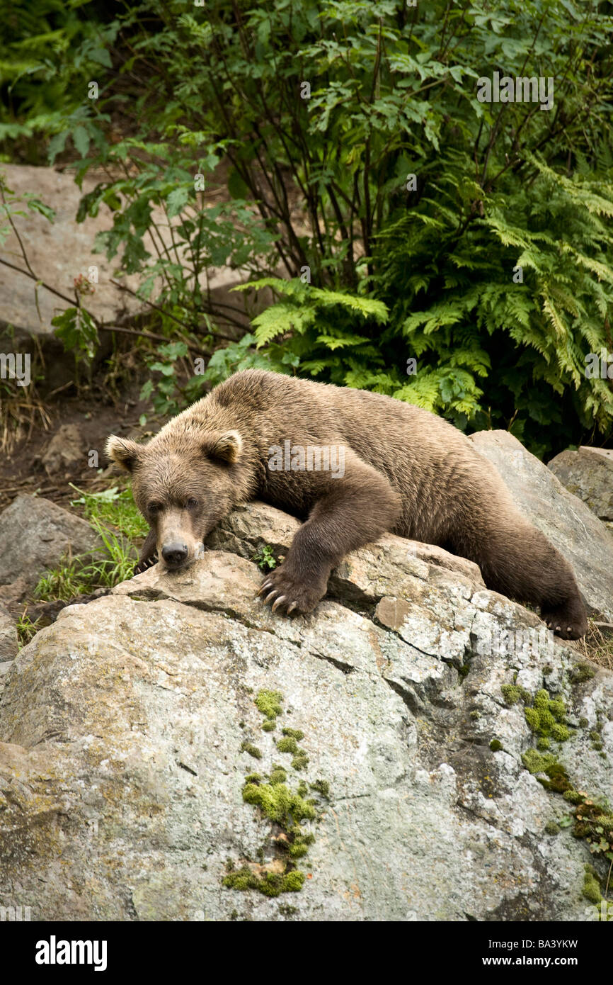 Brown Bear resting on a rock in the sun at Big River Lakes near ...