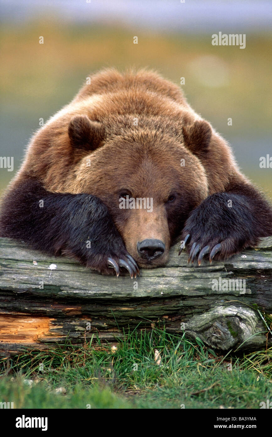 Lean Bear High Resolution Stock Photography and Images - Alamy