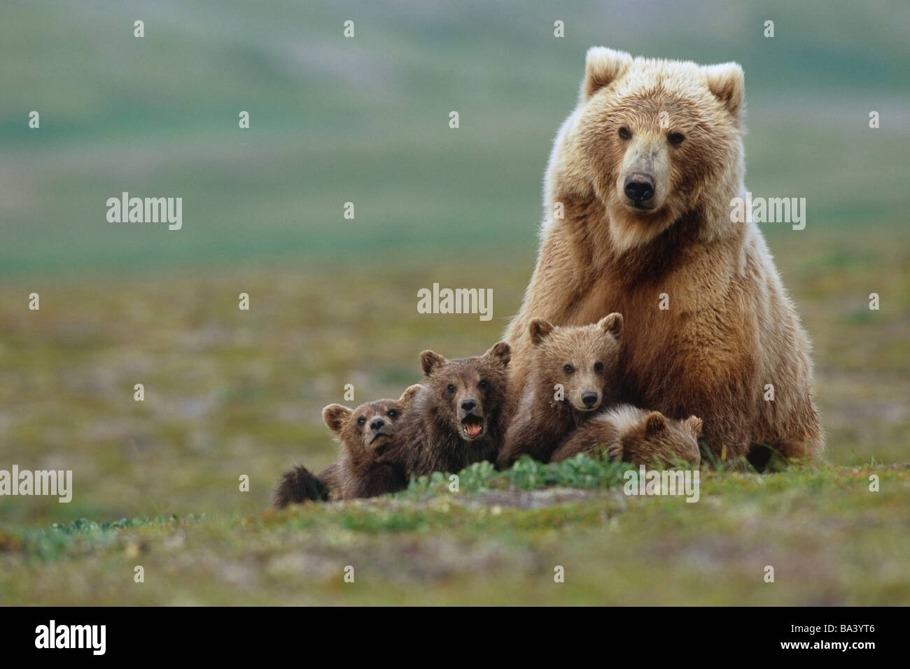 Alaska bear cuddling hi-res stock photography and images - Alamy