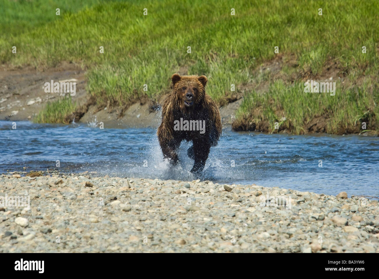 A Brown Bear Charges through the water at Mikfik Creek during Summer in ...
