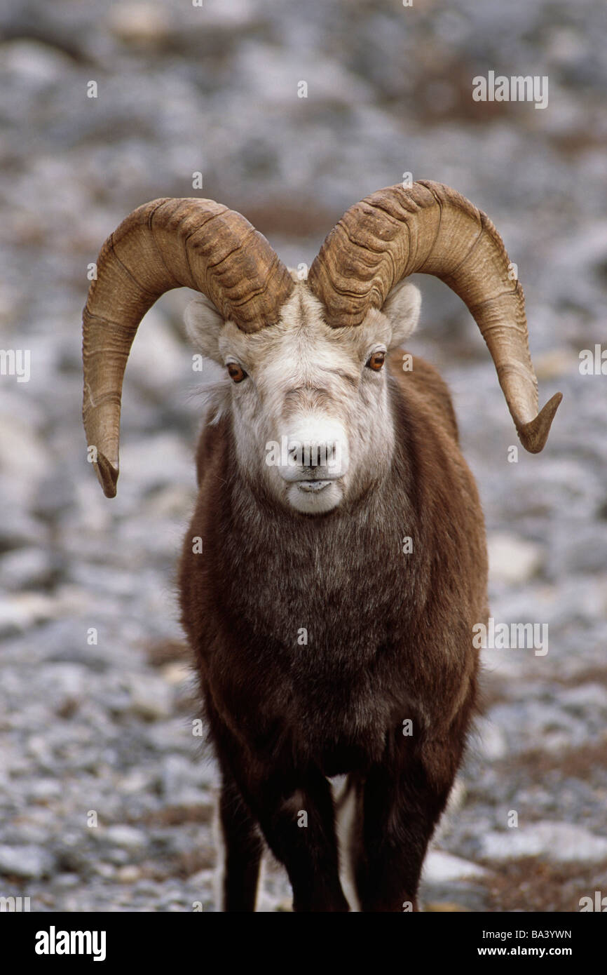 Stone Sheep just off the Alaska Highway Muncho Lake British Columbia ...