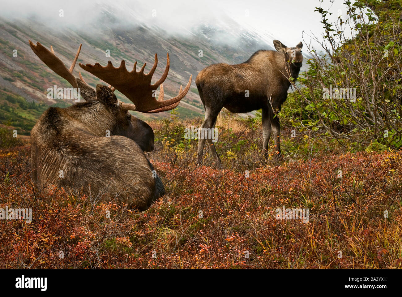 Bull and cow moose on the Anchorage hillside fall Stock Photo - Alamy