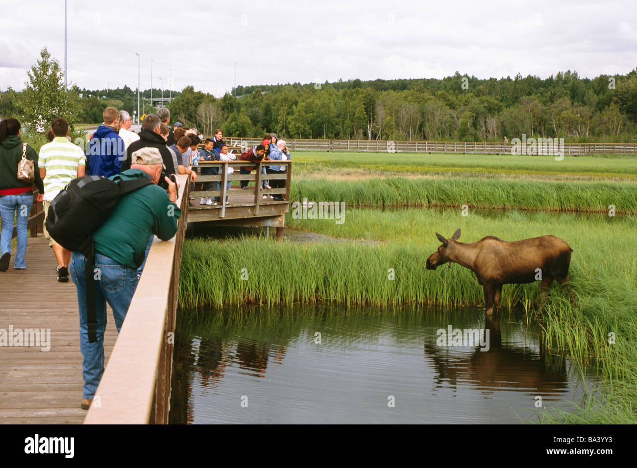 Visitors watch as moose feeds in Potter Marsh near Anchorage Alaska ...