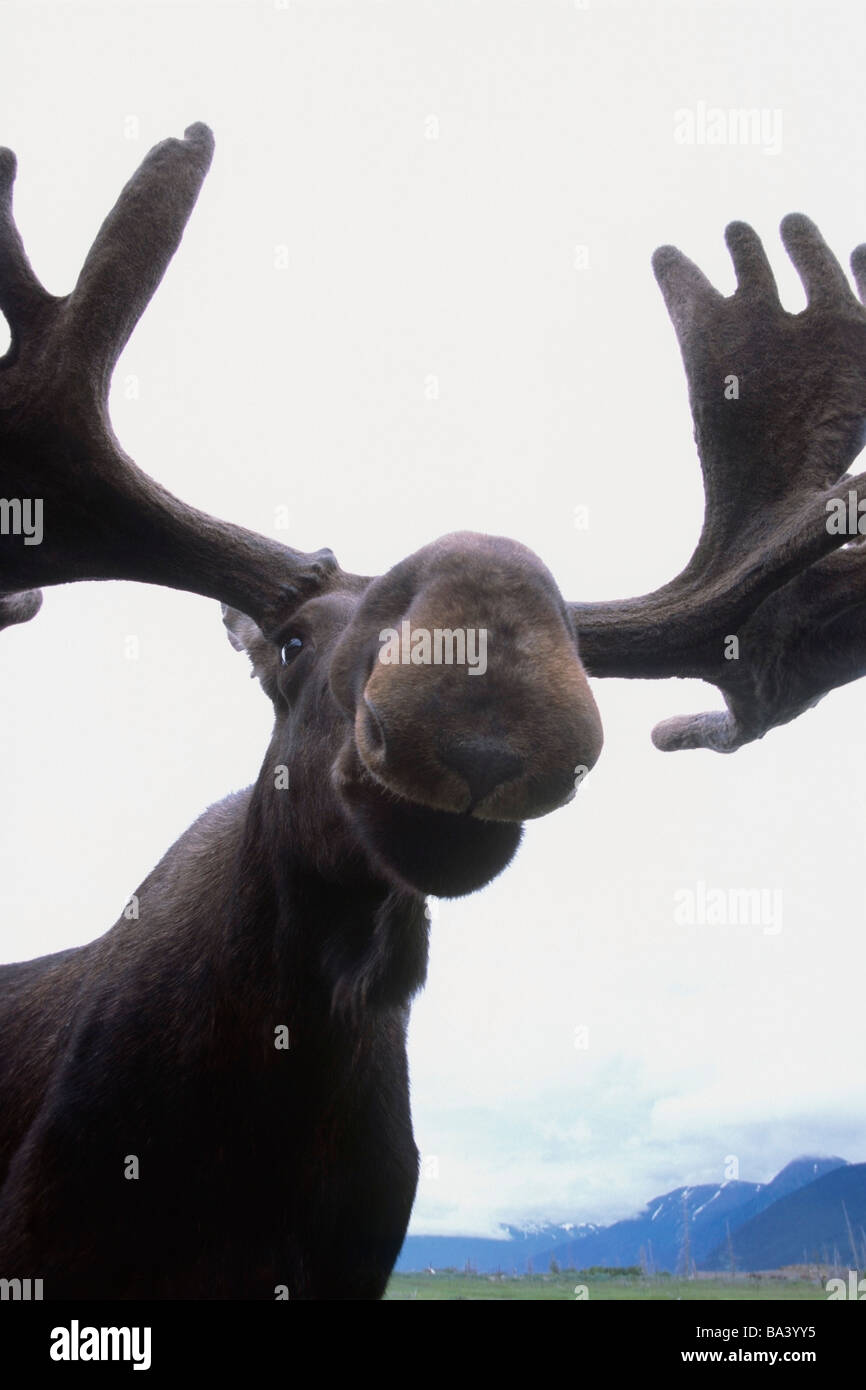 Close up moose nose hi-res stock photography and images - Alamy