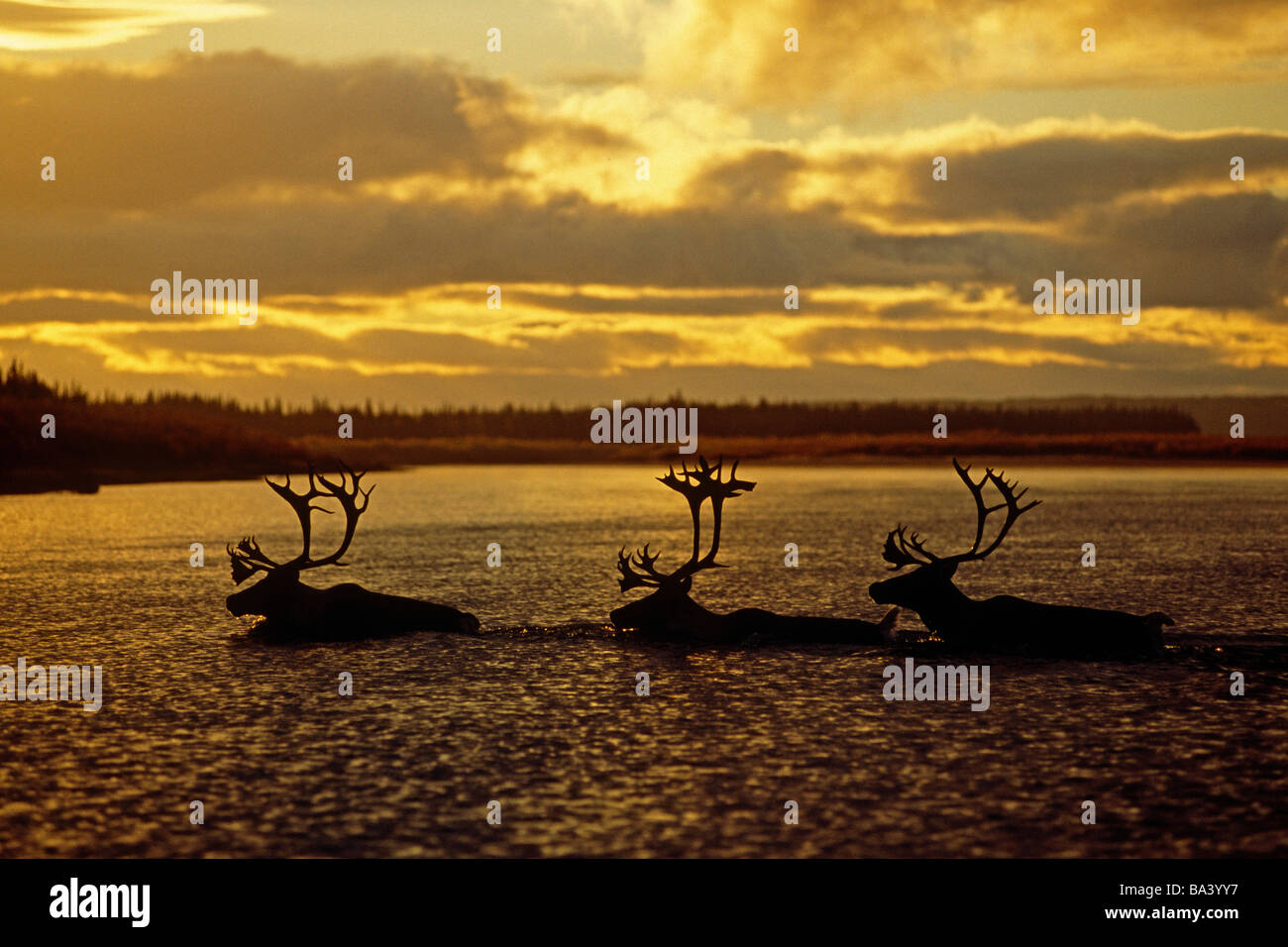 Caribou bulls swimming across Kobuk river at sunset Arctic Alaska ...