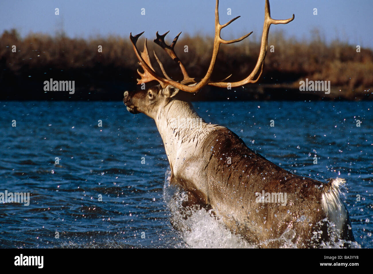 Caribou Bull running across Kobuk River Arctic Alaska Autumn Kobuk ...