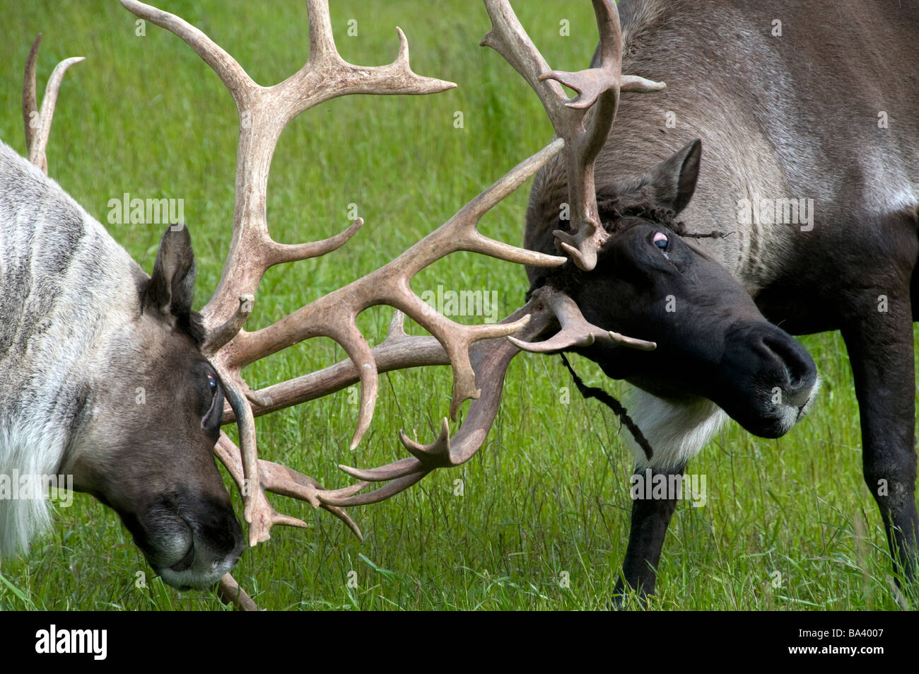 Caribou head antler hi-res stock photography and images - Alamy
