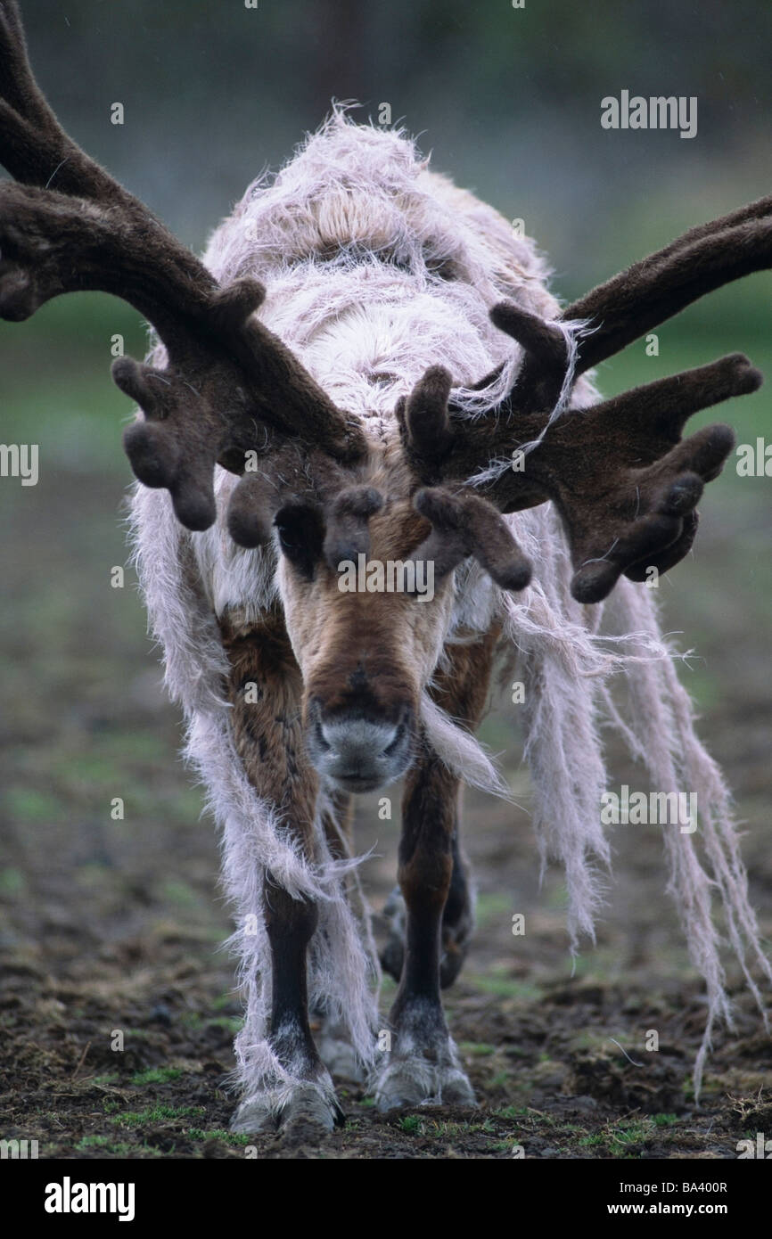 Caribou face hi-res stock photography and images - Alamy
