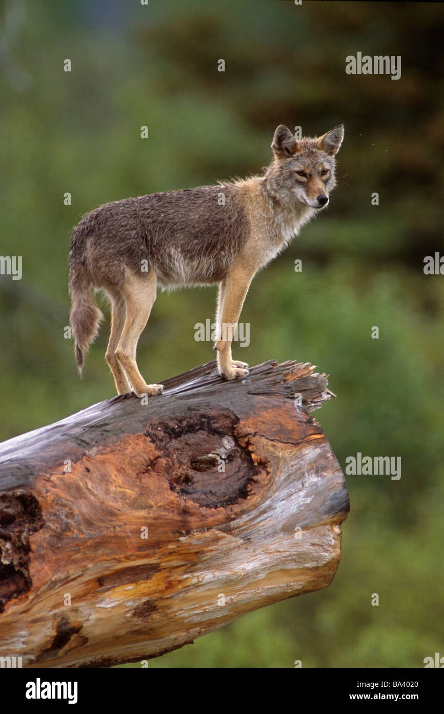 Coyote standing on fallen tree @ Big Game Alaska Captive Southcentral ...