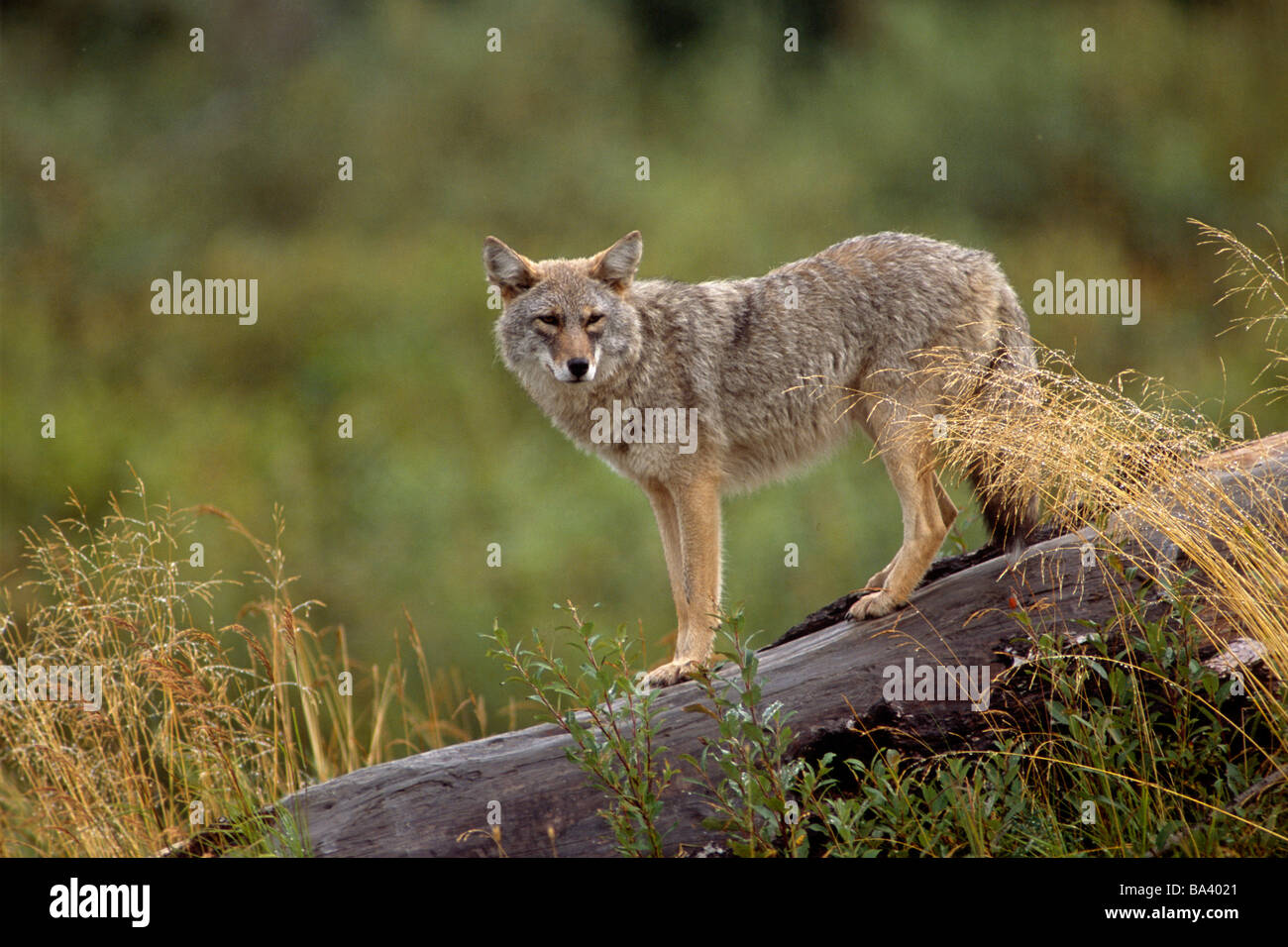 Coyote standing on fallen tree @ Big Game Alaska Captive Southcentral ...