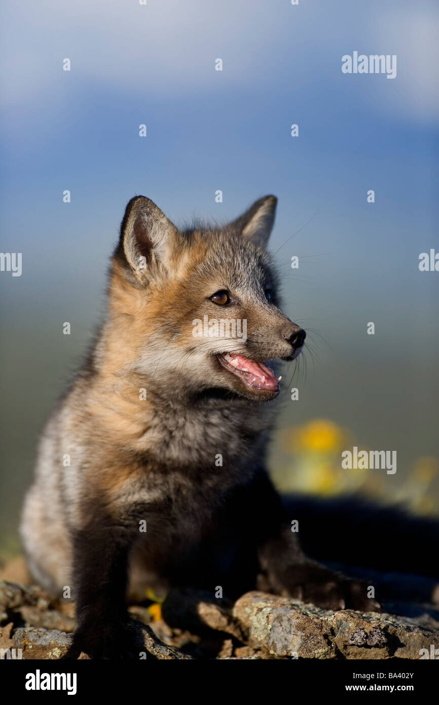 Closeup of Cross Fox pup British Columbia Canada Captive Spring Stock ...