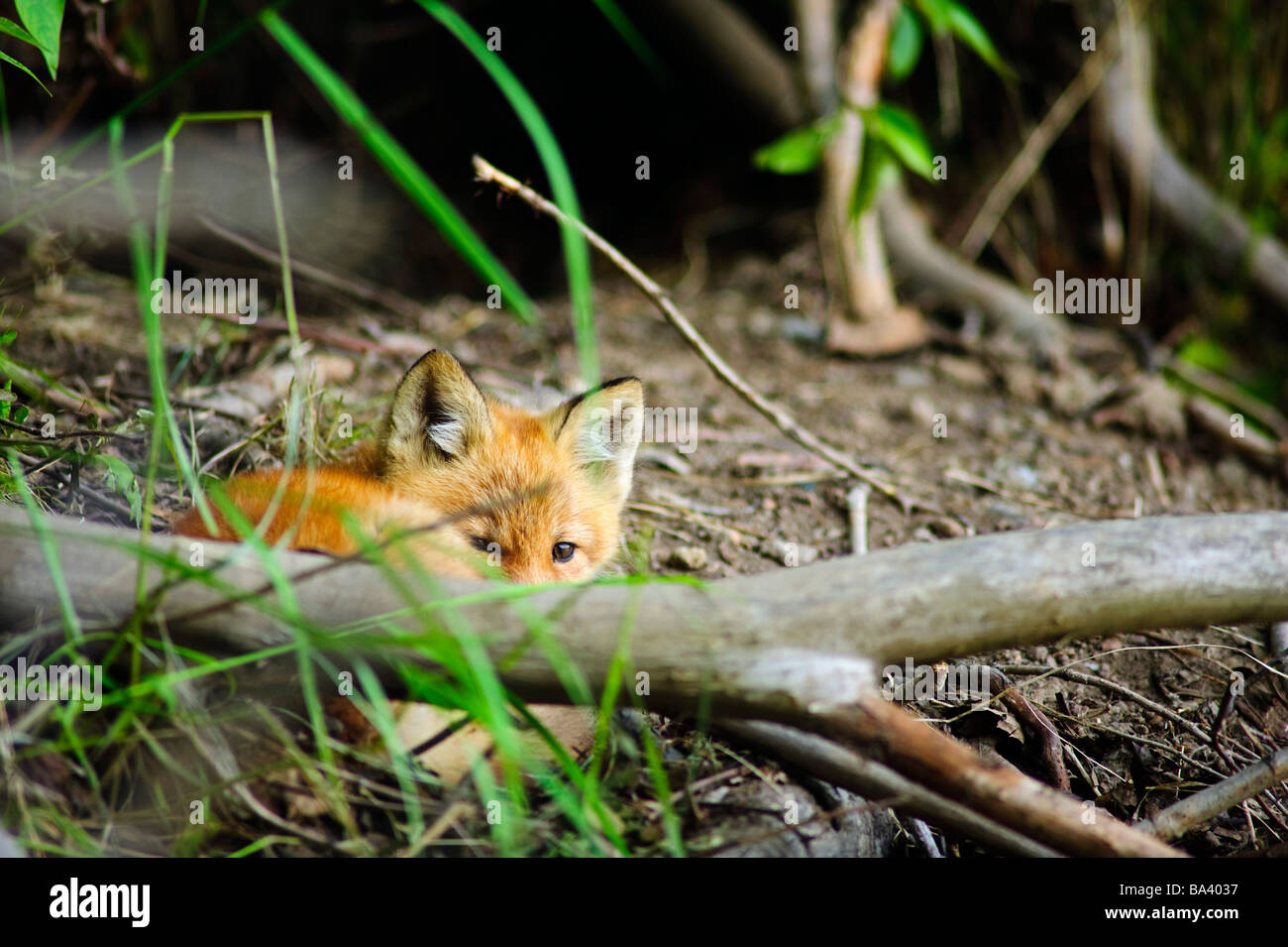 Red fox den hi-res stock photography and images - Alamy