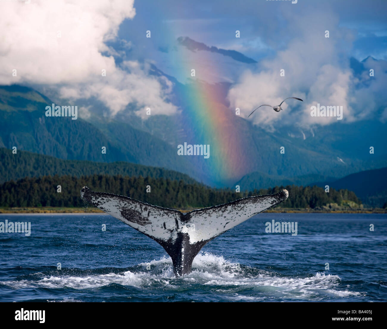 Humpback whale tail rainbow hi-res stock photography and images - Alamy