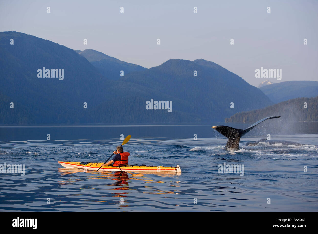 Beautiful whale spouting hi-res stock photography and images - Alamy