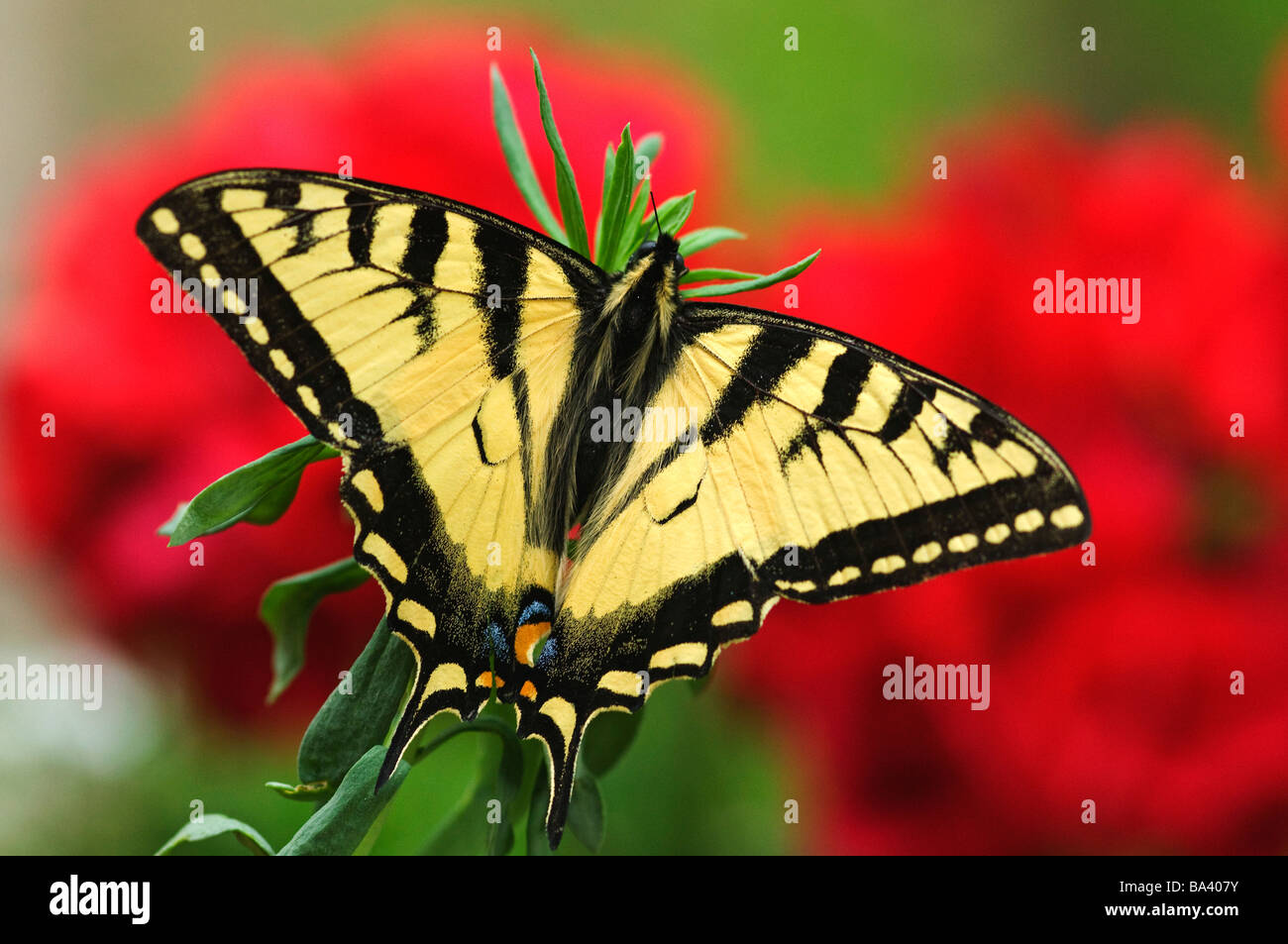 Canada tiger swallowtail hi-res stock photography and images - Alamy