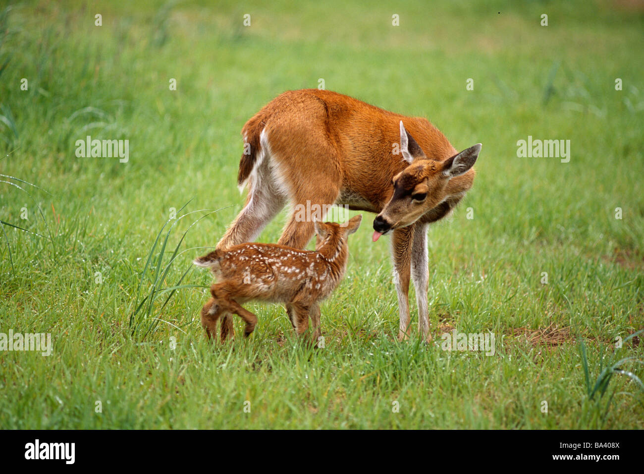 Sitka Black Tail doe with fawn in meadow Captive Alaska Wildlife ...