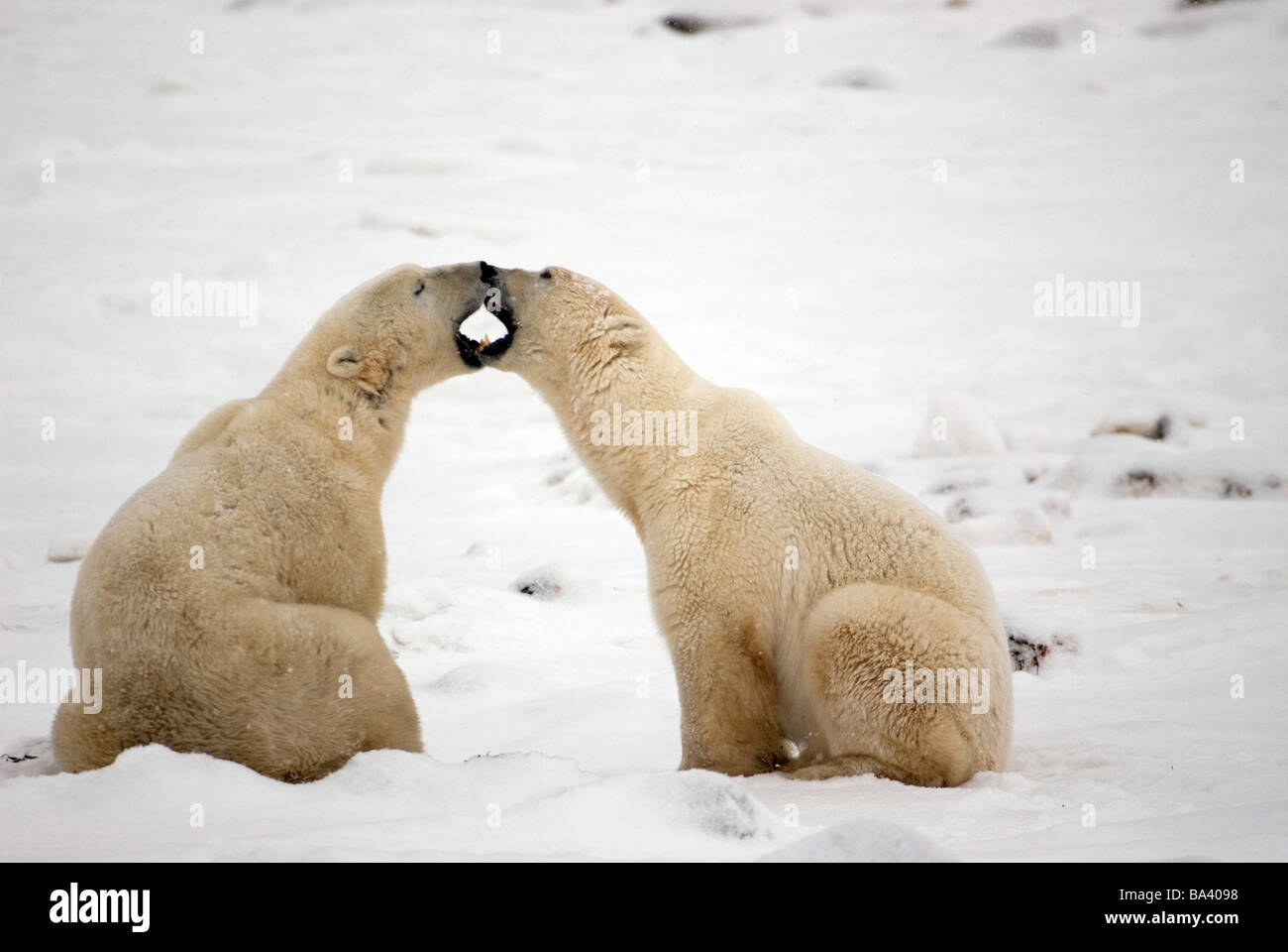 Canada polar bears hi-res stock photography and images - Alamy