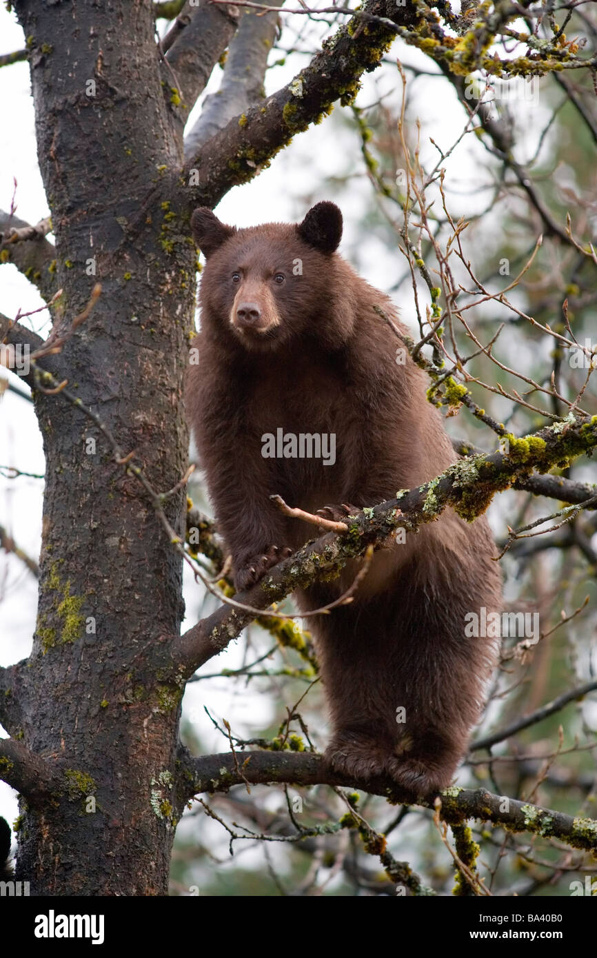 Black bear yearling hi-res stock photography and images - Alamy
