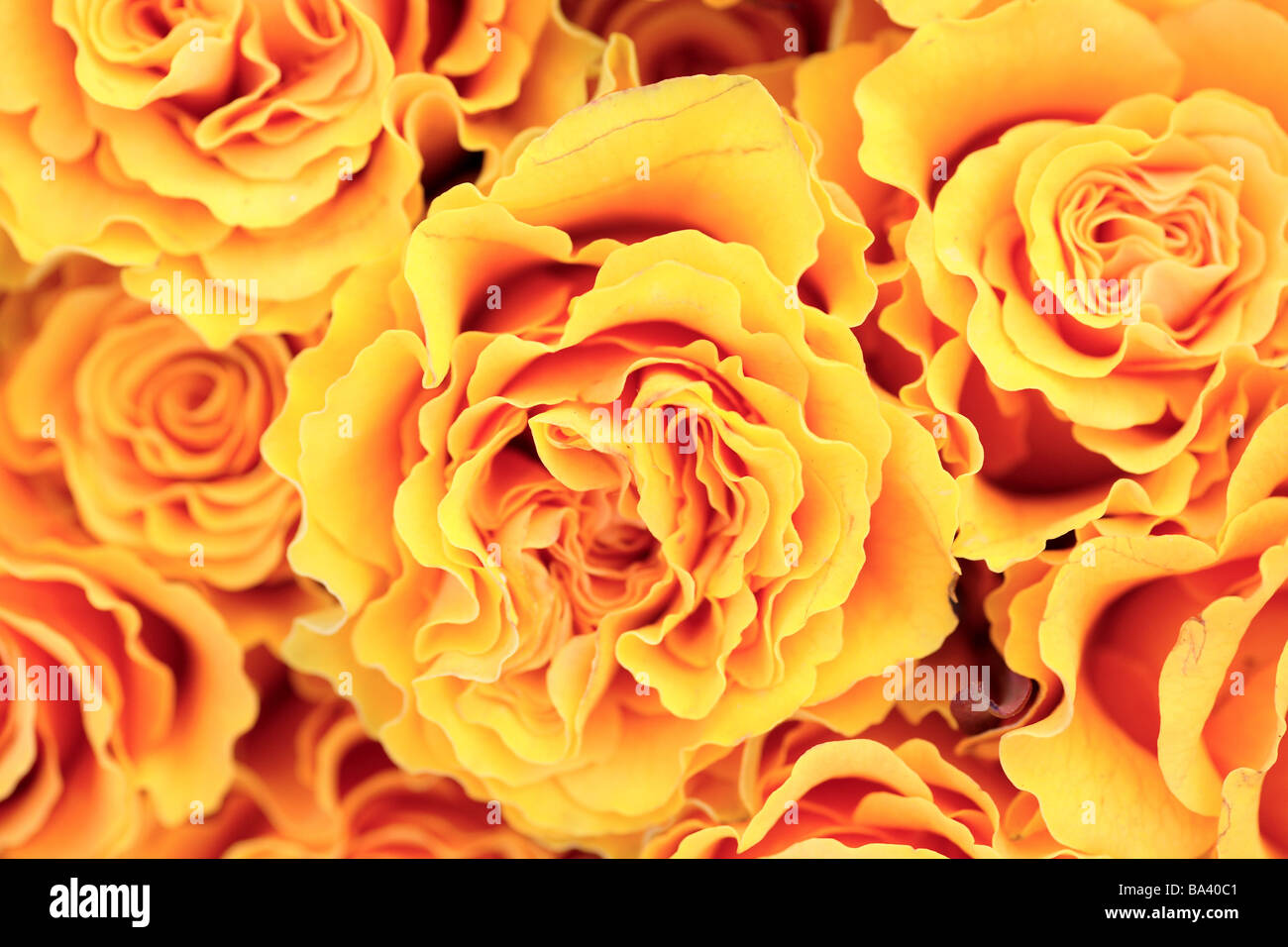 Rose-blooms yellow close-up plants flowers cut-flowers garden-flowers ...