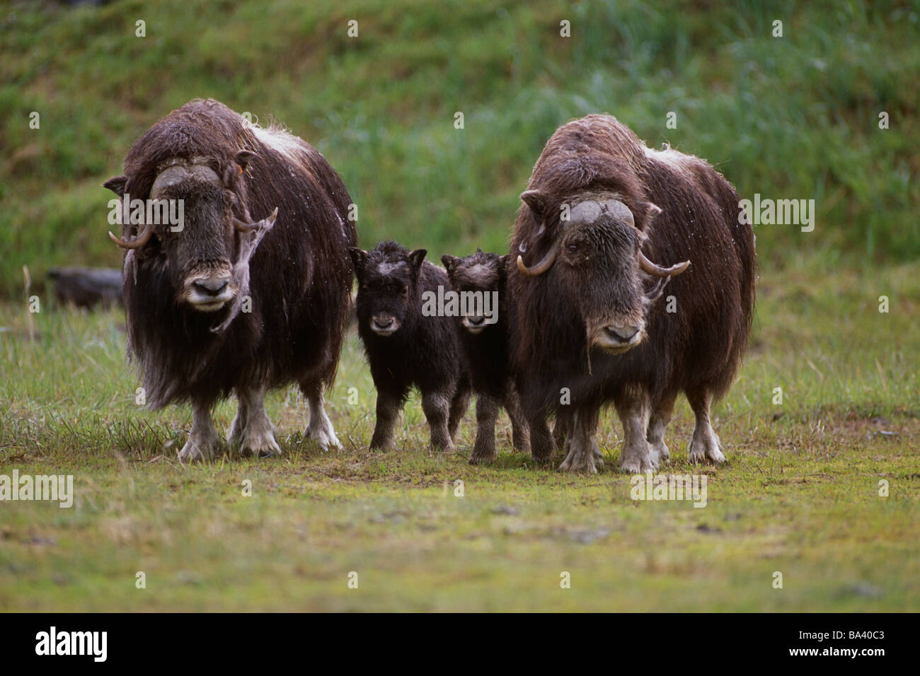 Muskox family in meadow Captive Alaska Wildlife Conservation Center ...