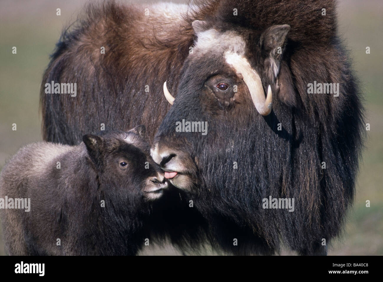 CAPTIVE Adult female Musk Ox with calf at the Alaska Wildlife Conservation Center during Summer ...