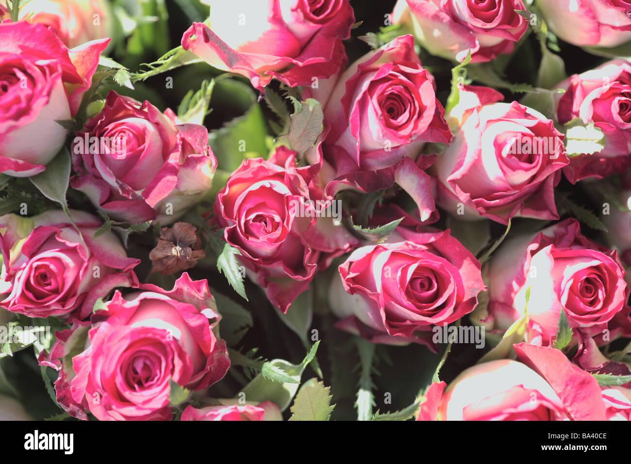 Rose pink blooms hi-res stock photography and images - Alamy
