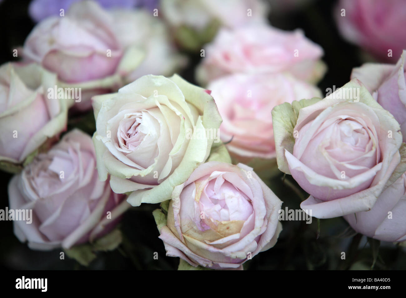 Plants rose blooms hi-res stock photography and images - Alamy
