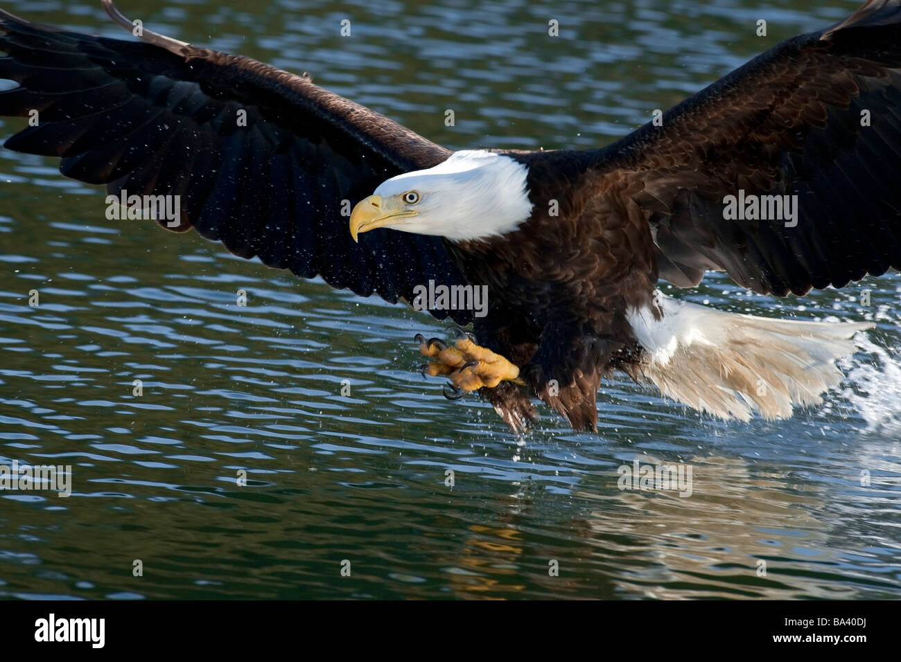 Bald eagle fish hi-res stock photography and images - Alamy