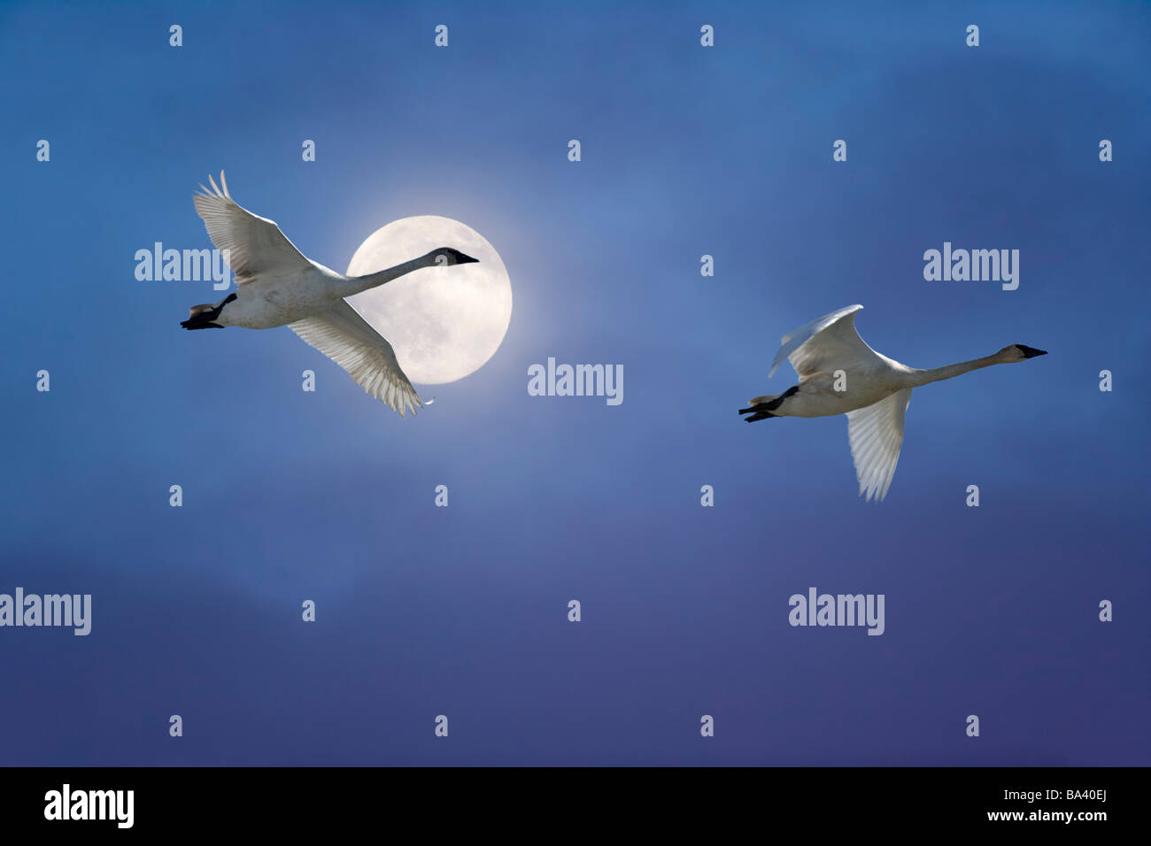 A pair of Trumpeter Swans fly across a full moon Yukon Territory Canada ...